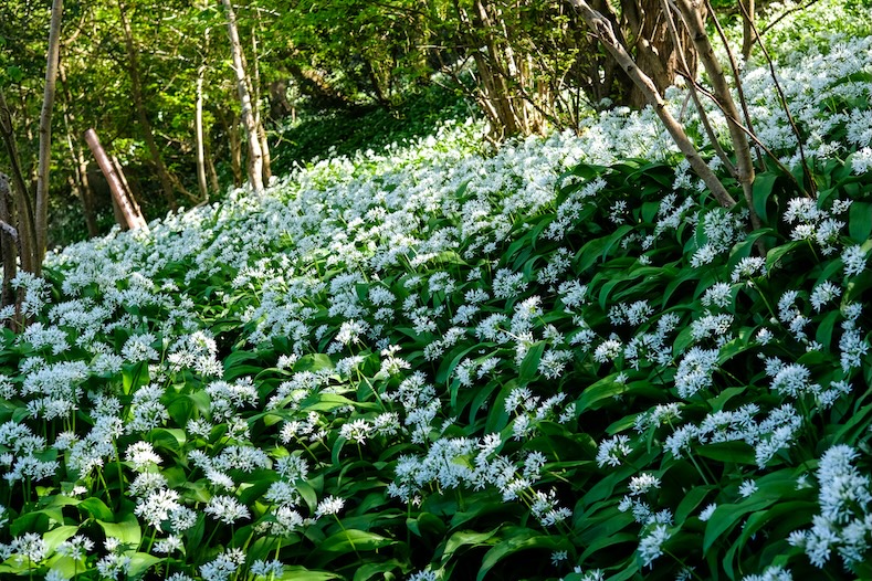 A walk in Goblin Combe, North Somerset | Lifestyle District